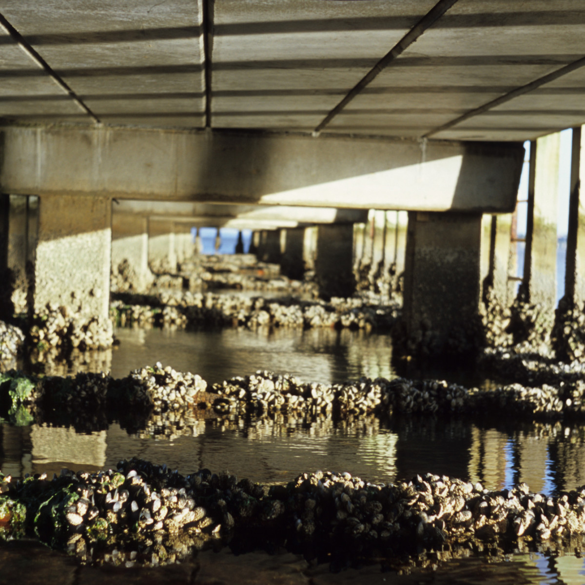 Jetty Mussels - David McNamara