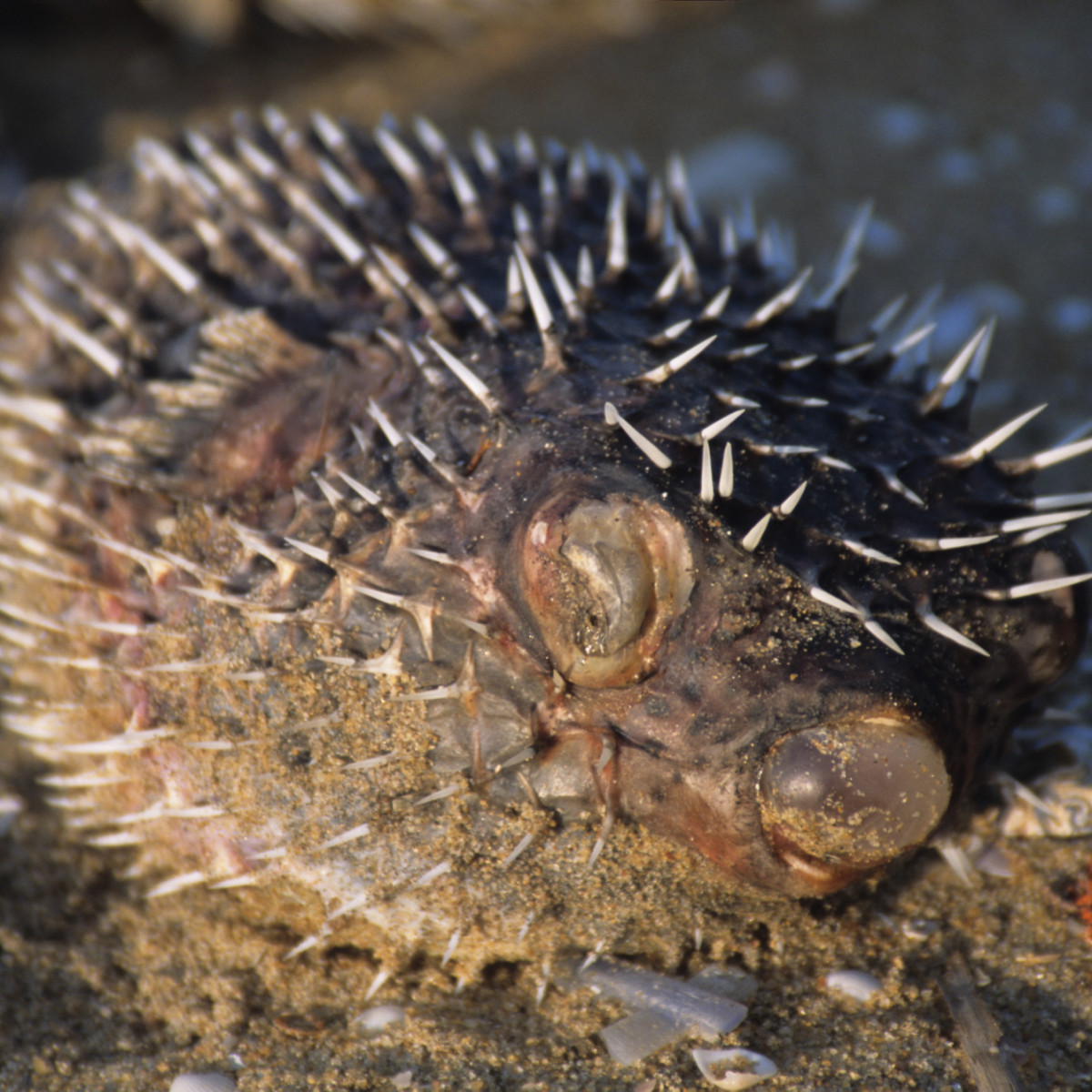 Puffer Fish on Mamallapuram Beach - David McNamara