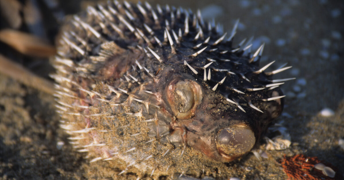 Puffer Fish on Mamallapuram Beach | David McNamara