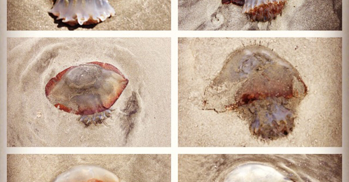 Beached as Bro | David McNamara