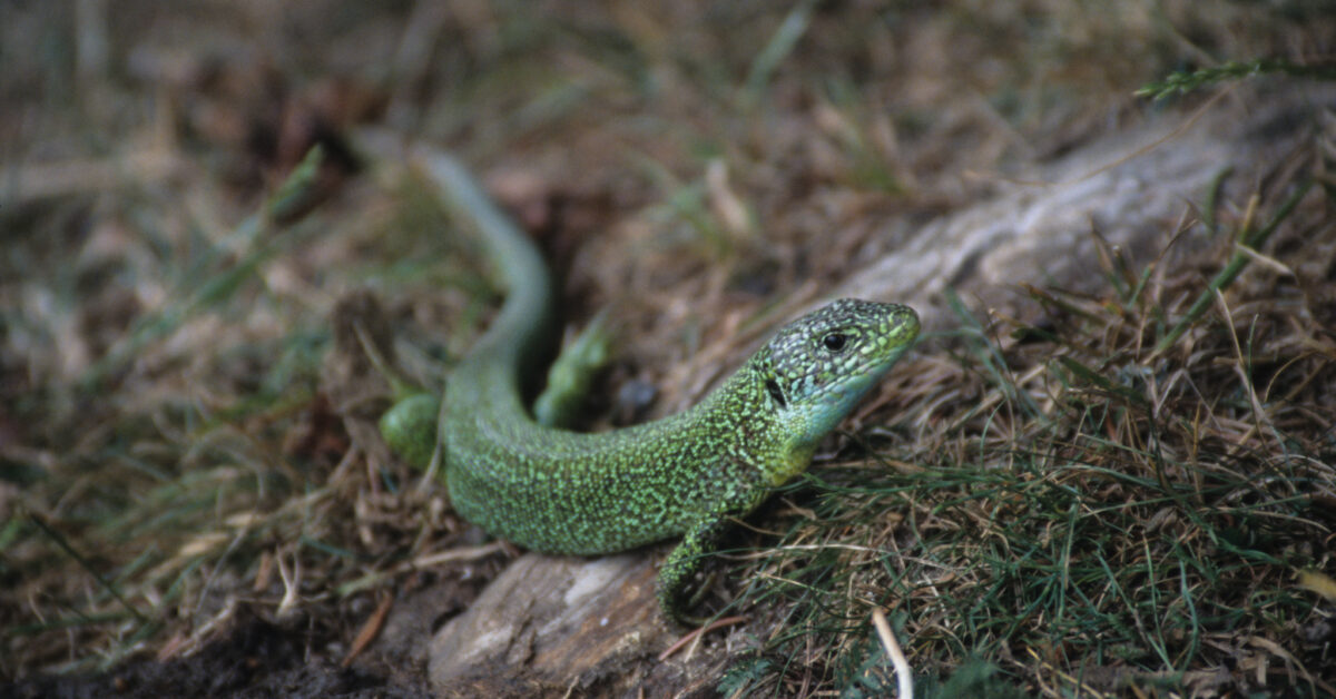 Lizard at Lake Bled | David McNamara | Author, artist, pilgrim & wayfarer