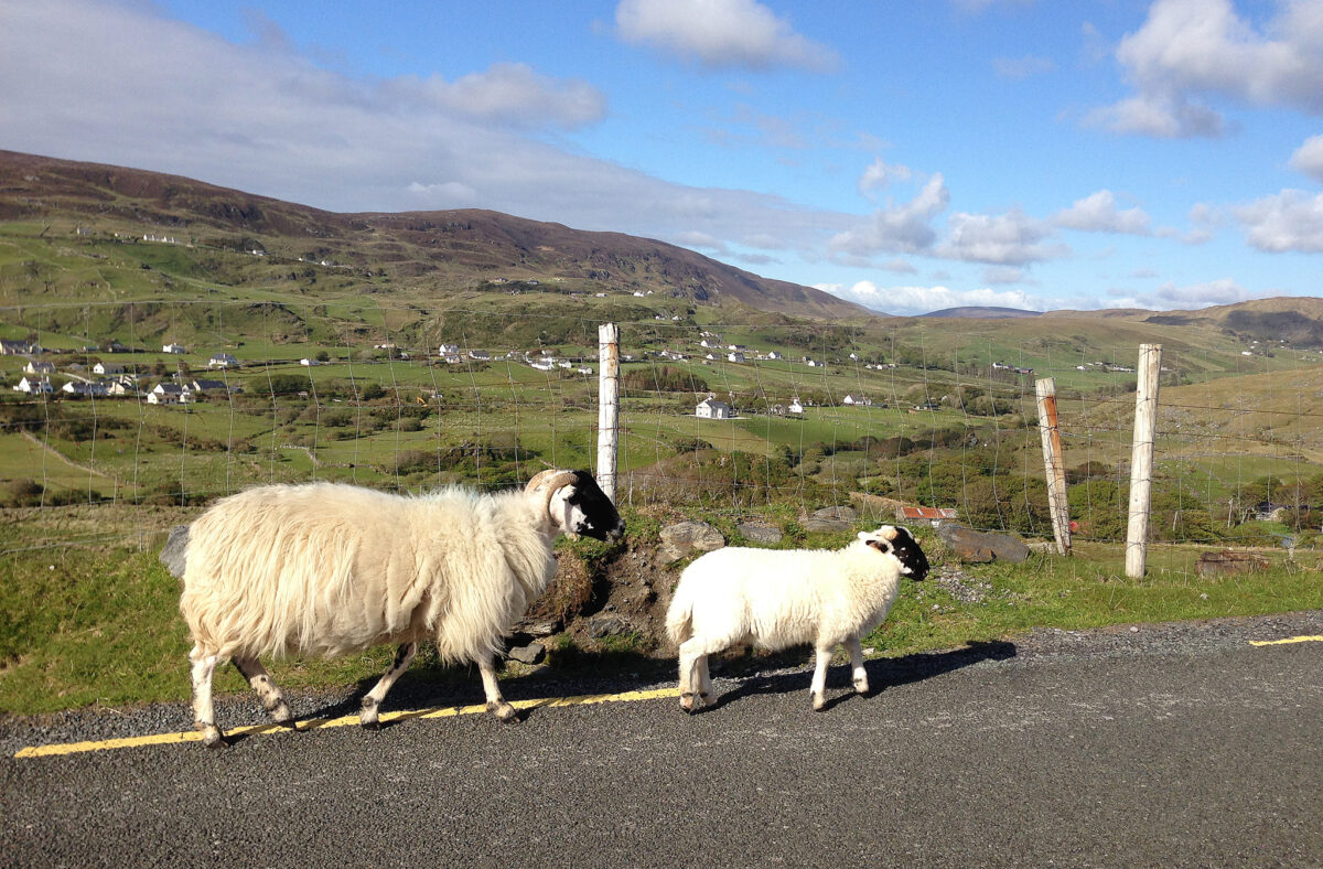 Donegal Sheep - David McNamara