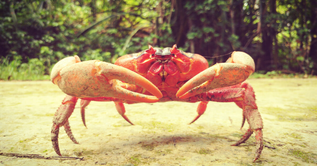 Red Crab on Guard | David McNamara